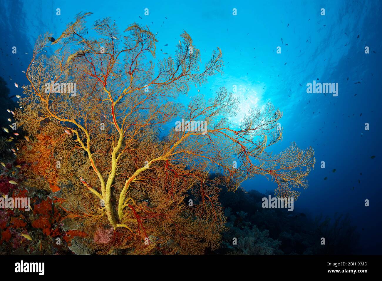 Coral reef with large Melthaea gorgonian (Melithaea sp.), backlit ...