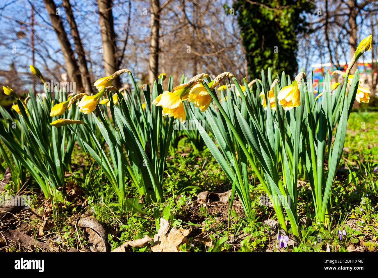Beautiful daffodils in a spring park. Sunny day Stock Photo - Alamy
