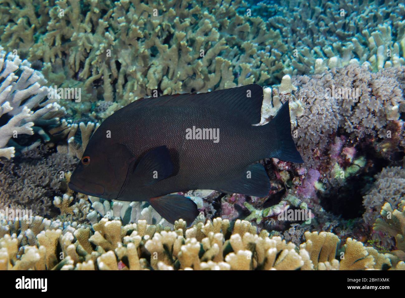 Atoll national wildlife hi-res stock photography and images - Alamy