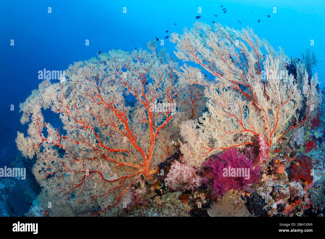 Coral reef with large Melithaea gorgonians (Melithaea sp.) and soft ...