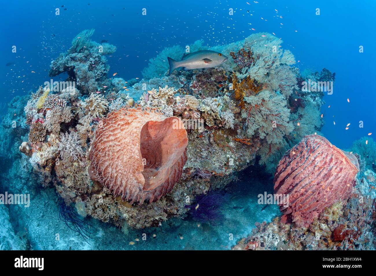 Offshore coral block with Barrel sponge (Xestospongia testudinaria ...