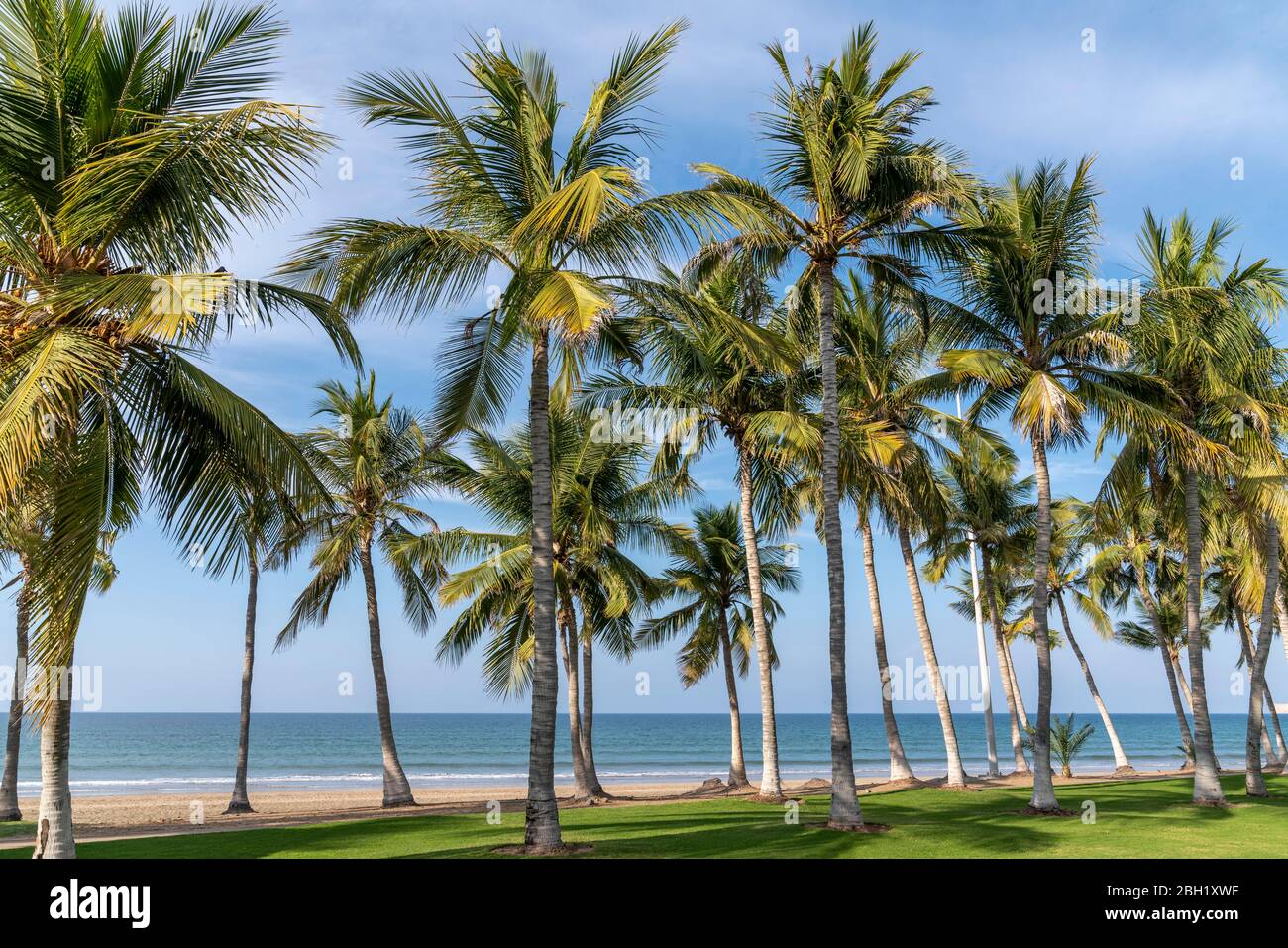 Park at the beach with palm trees, Muscat, Oman Stock Photo - Alamy