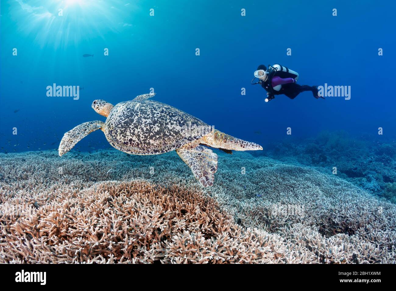 Diver observes green turtle chelonia mydas on reef top hi-res stock ...