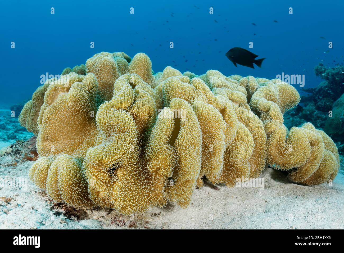 Coral sandy hi-res stock photography and images - Alamy