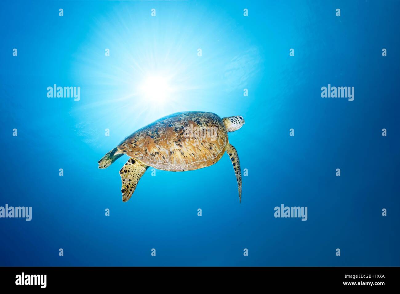 Tubbataha reef, philippines turtle hi-res stock photography and images ...