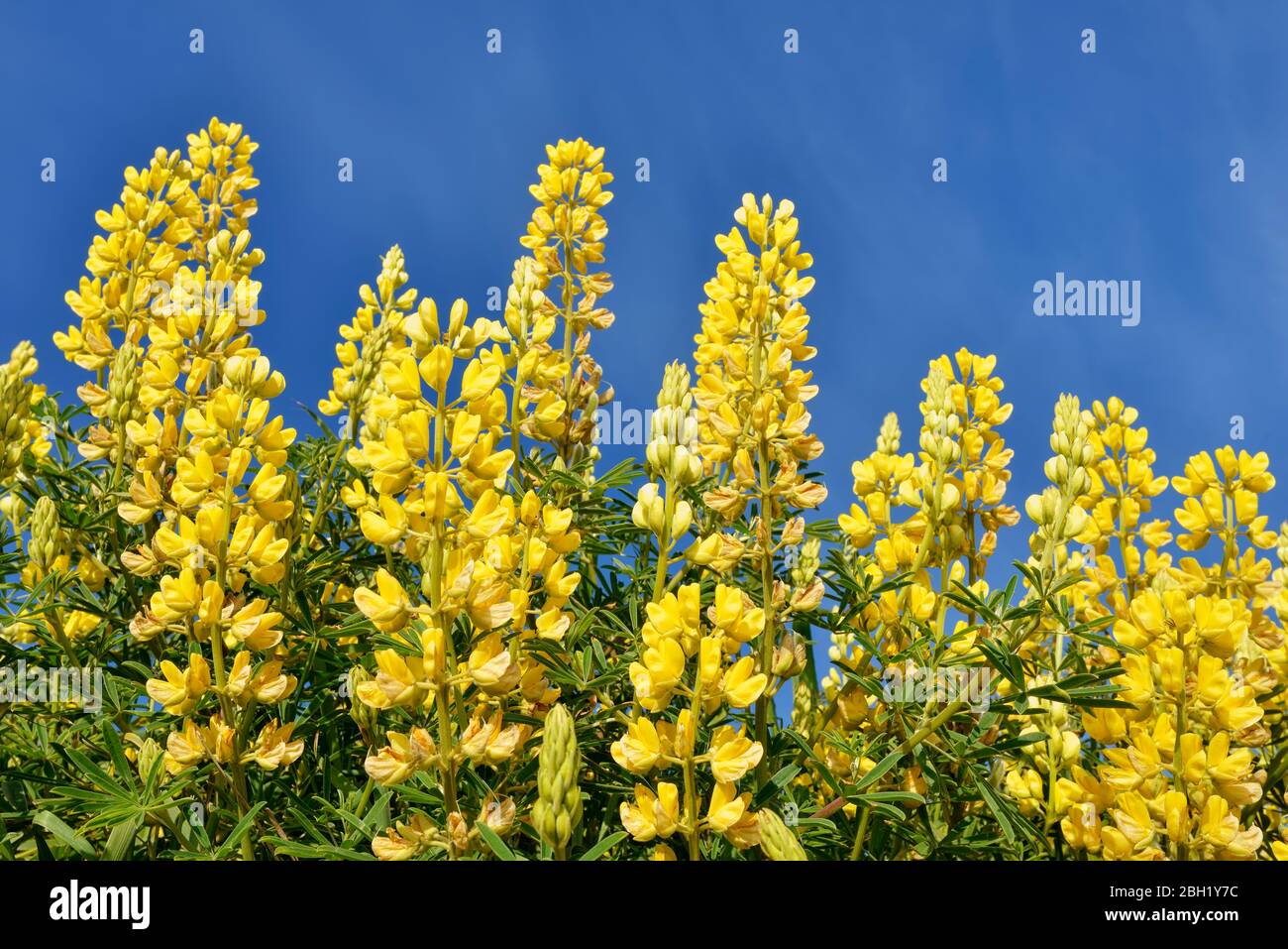 Lupine new zealand hi-res stock photography and images - Alamy