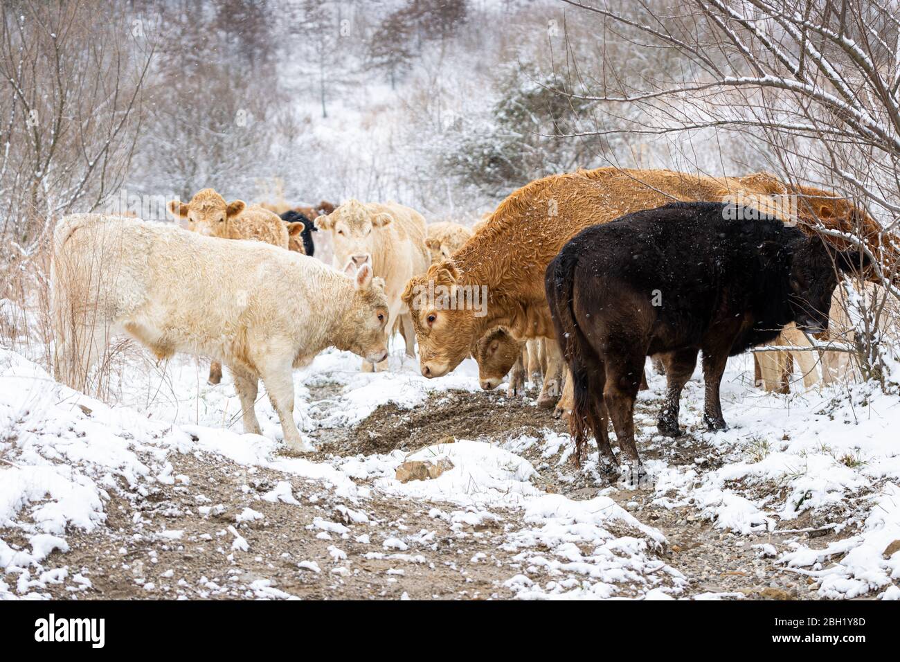 Beef cattle feeding hi-res stock photography and images - Alamy