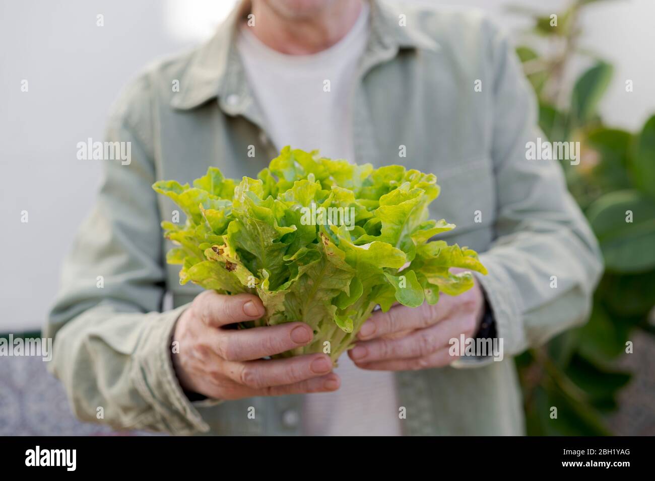 Man eating salad lettuce hi-res stock photography and images - Alamy