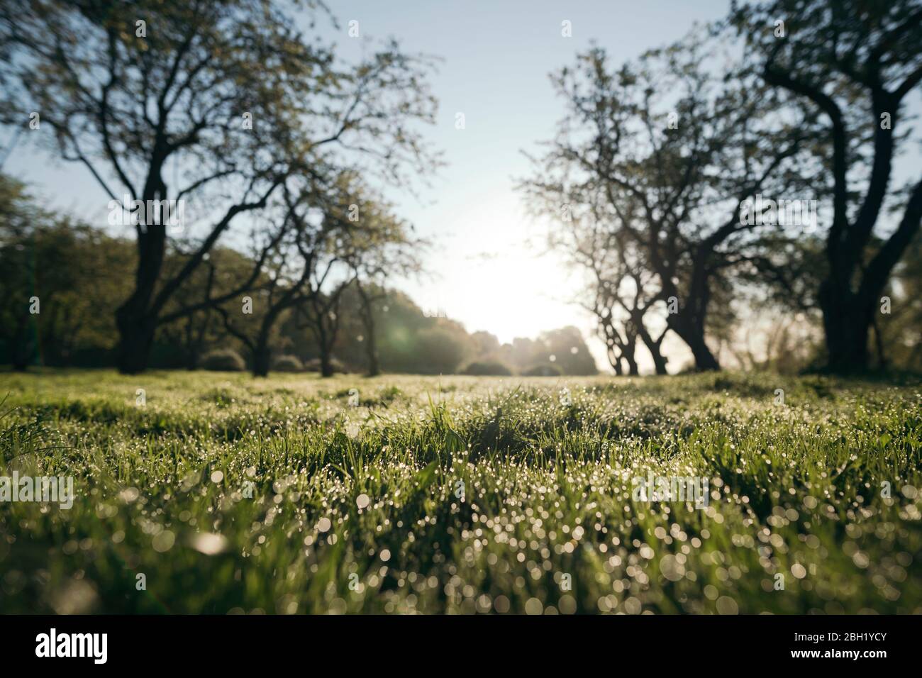 Meadow in the morning dew hi-res stock photography and images - Alamy