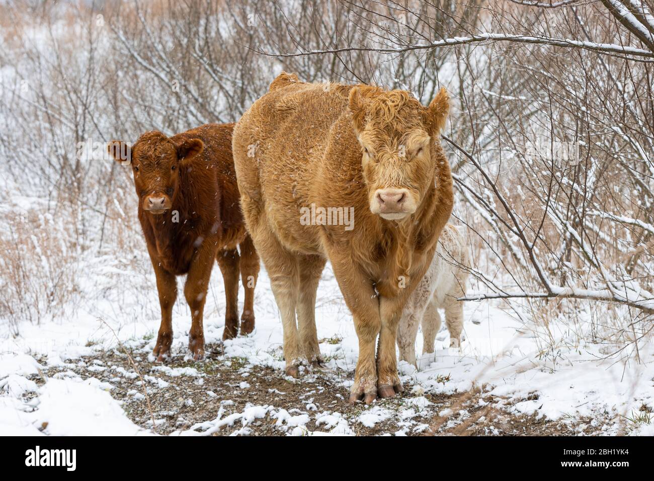 Free range cattle on a hilltop in Eastern Kentucky Stock Photo - Alamy