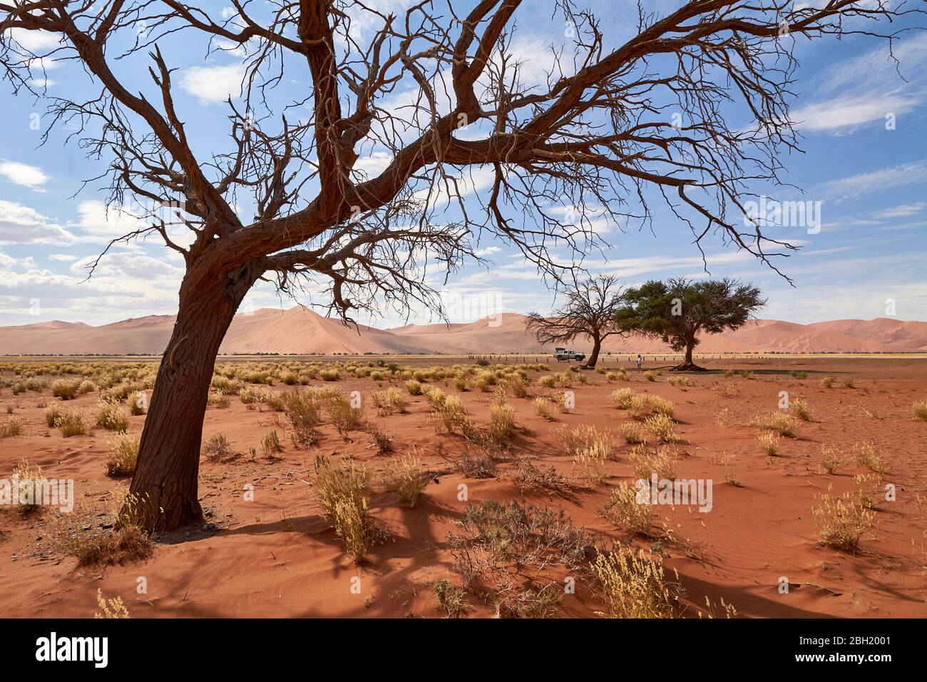 Namibia, Bare tree in Namib Desert Stock Photo - Alamy