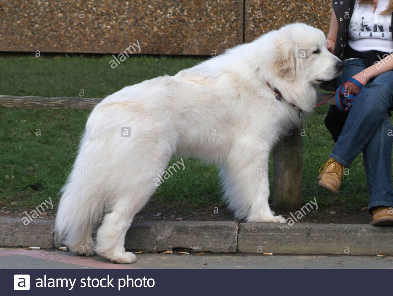Maremma Sheepdog High Resolution Stock Photography and Images - Alamy