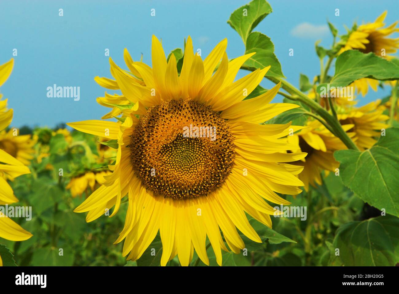 Summer Field with Sunflowers Stock Photo - Alamy