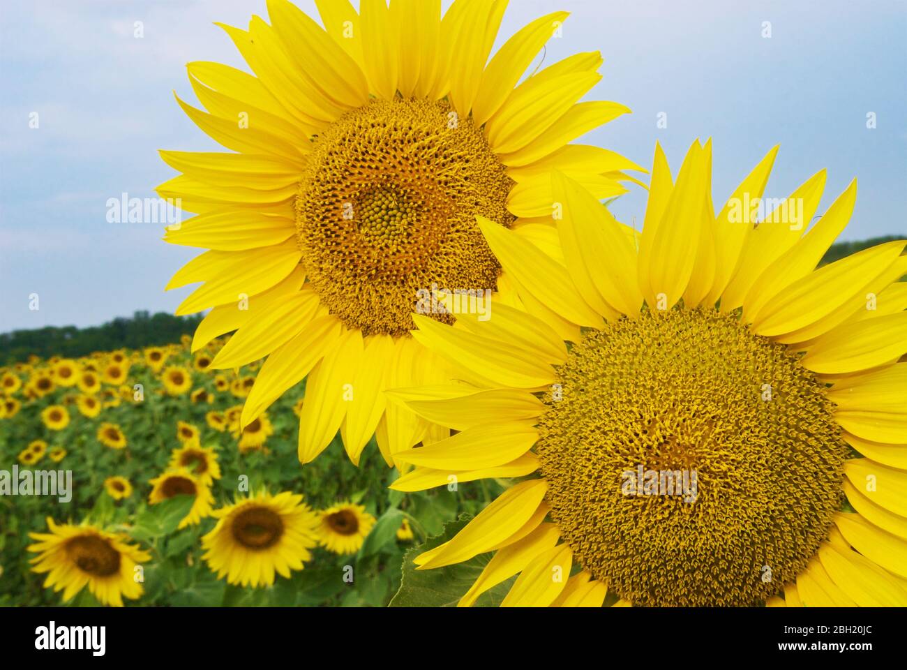 Summer Field with Sunflowers Stock Photo - Alamy
