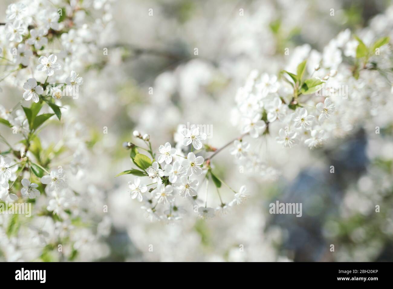 White cherry blossoms Stock Photo - Alamy