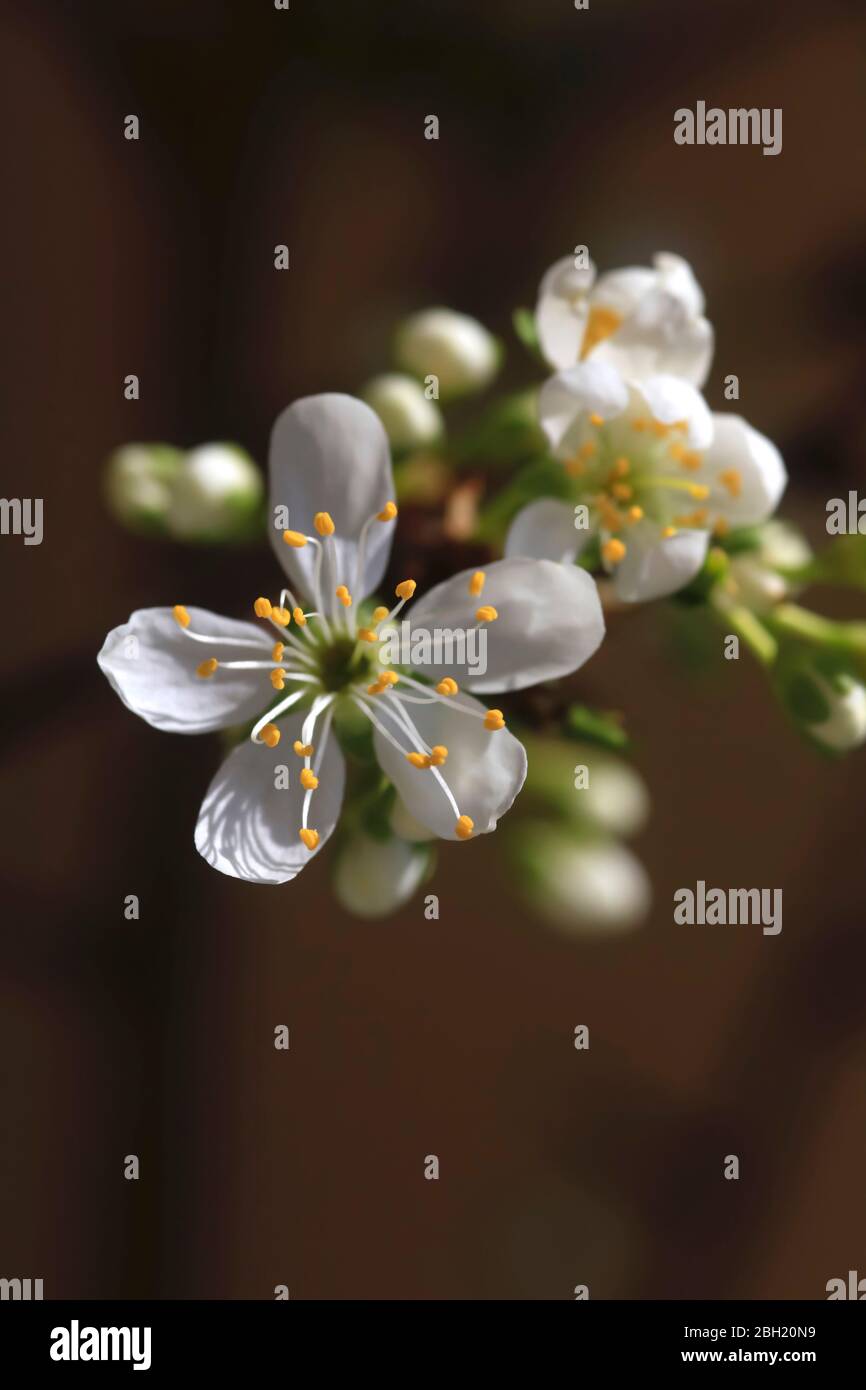 Mirabelle flower hi-res stock photography and images - Alamy