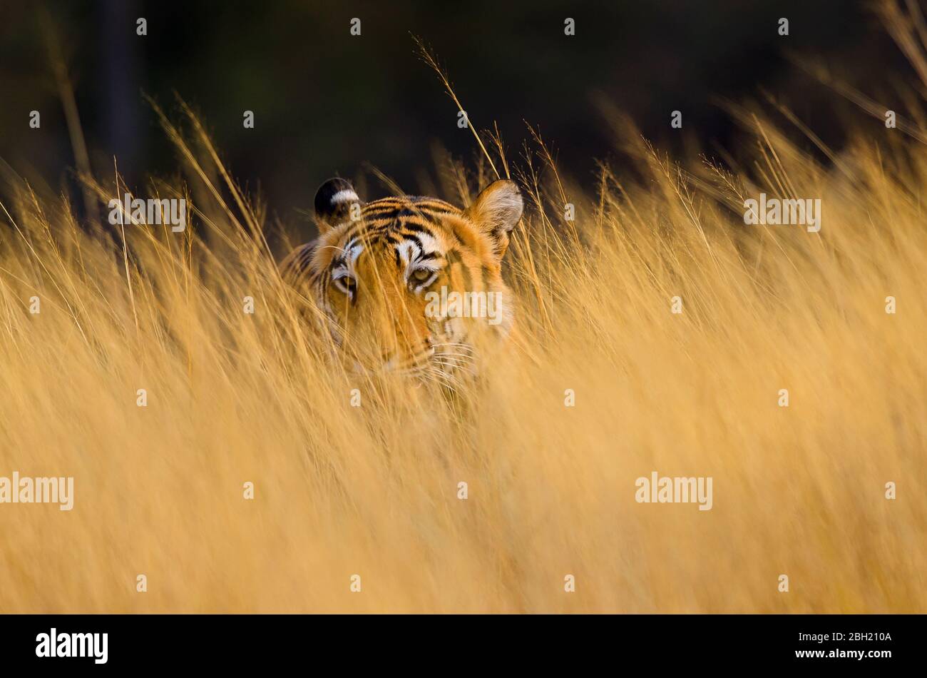 Tiger coming out of dry yellow grass Stock Photo - Alamy