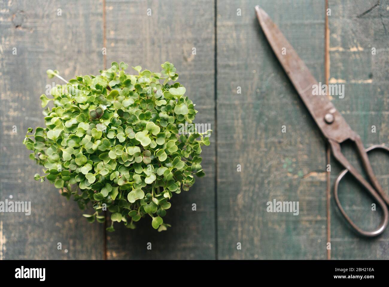 Scissors house hi-res stock photography and images - Alamy