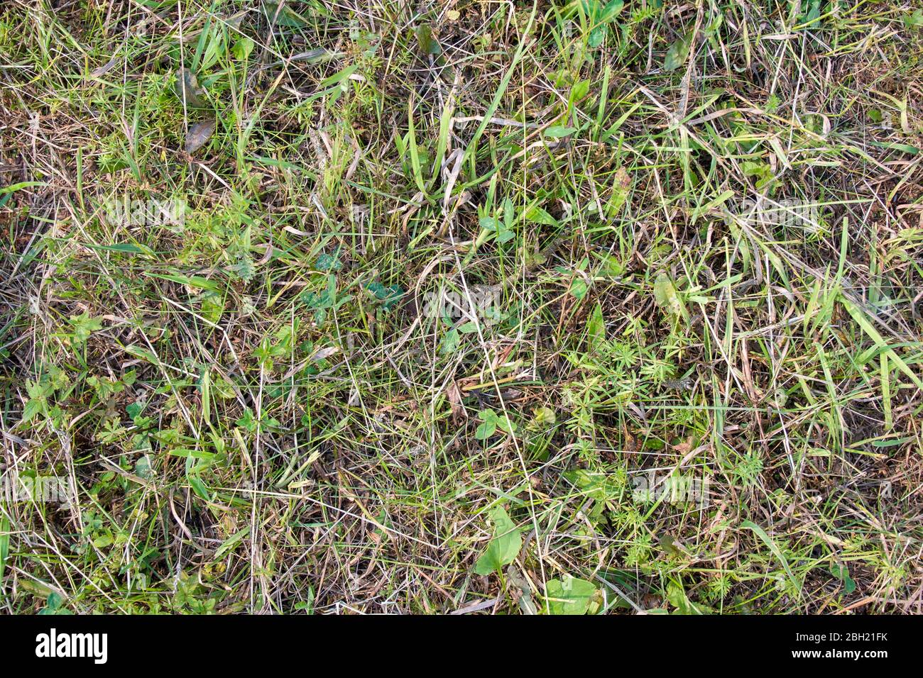 Dead surface grass blades hi-res stock photography and images - Alamy