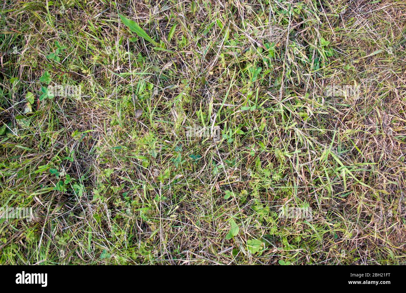 Dead surface grass blades hi-res stock photography and images - Alamy