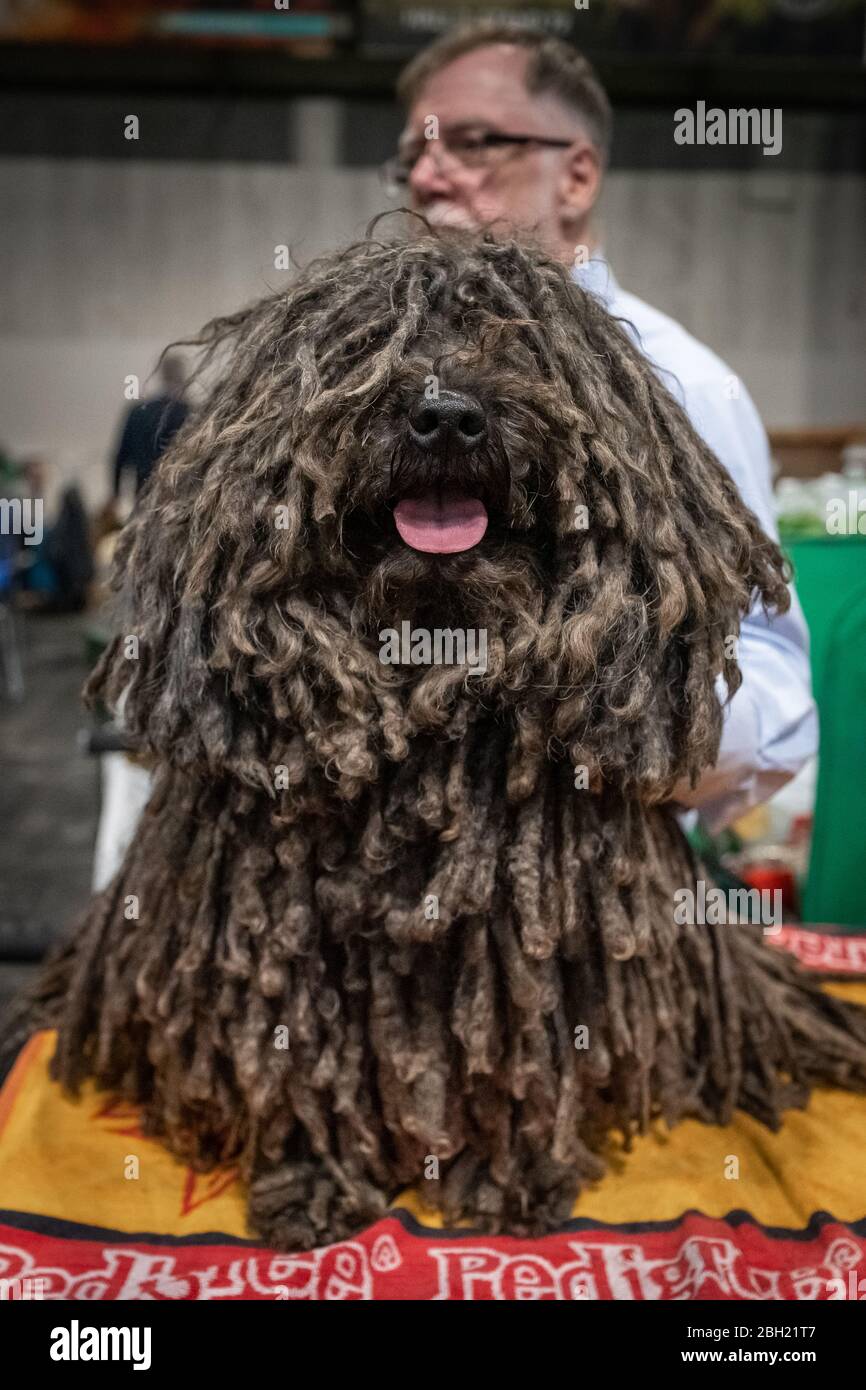 Crufts 2020: Day 3 of the Crufts dog show at the NEC in Birmingham, UK ...