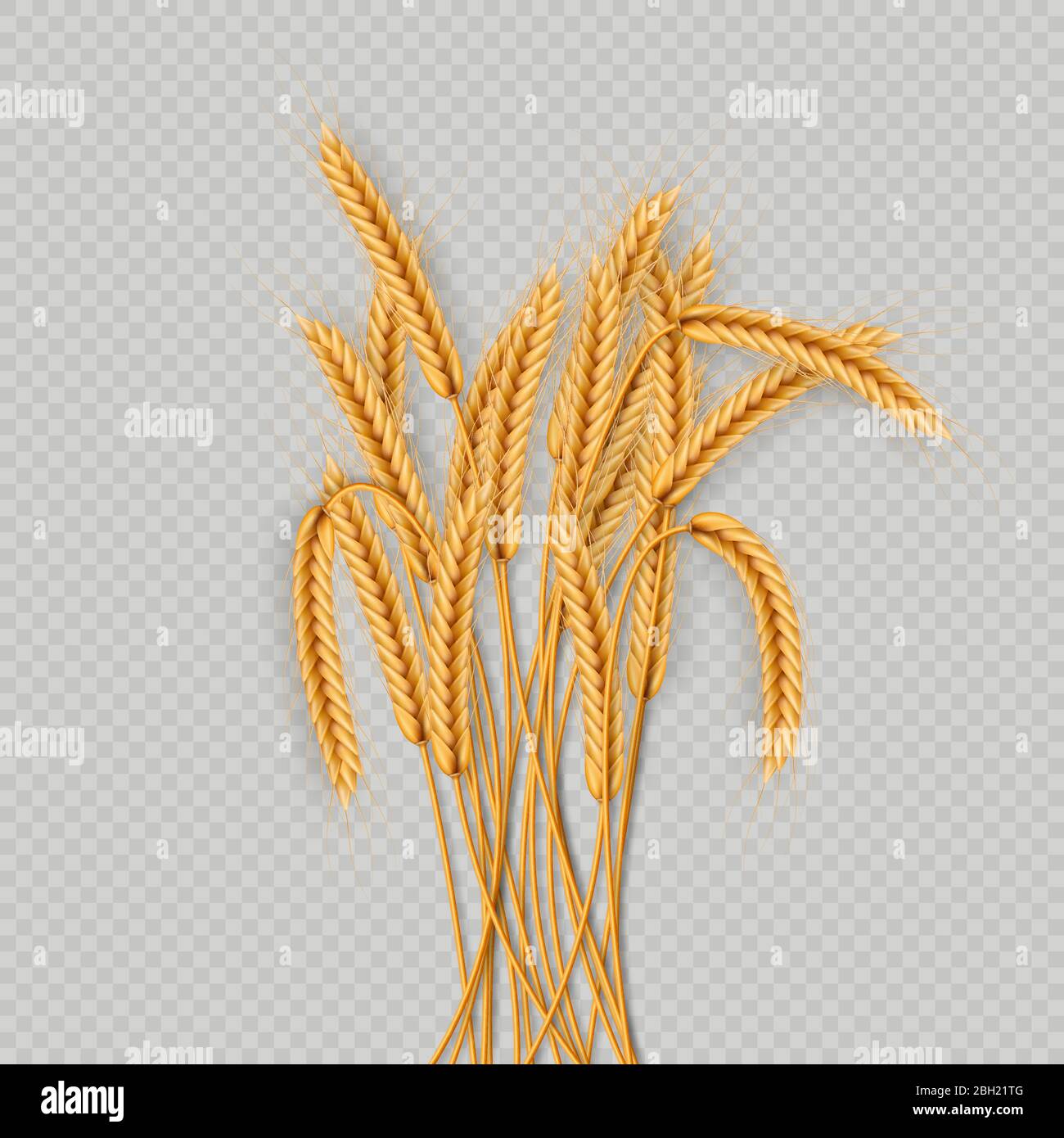 Bunch of wheat ears, dried whole grains realistic illustration frame ...
