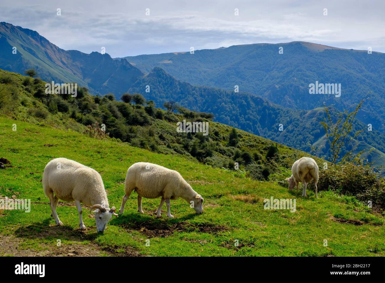 France, Pyrenees-Atlantiques, Lepoa, Sheep grazing at Col de ...