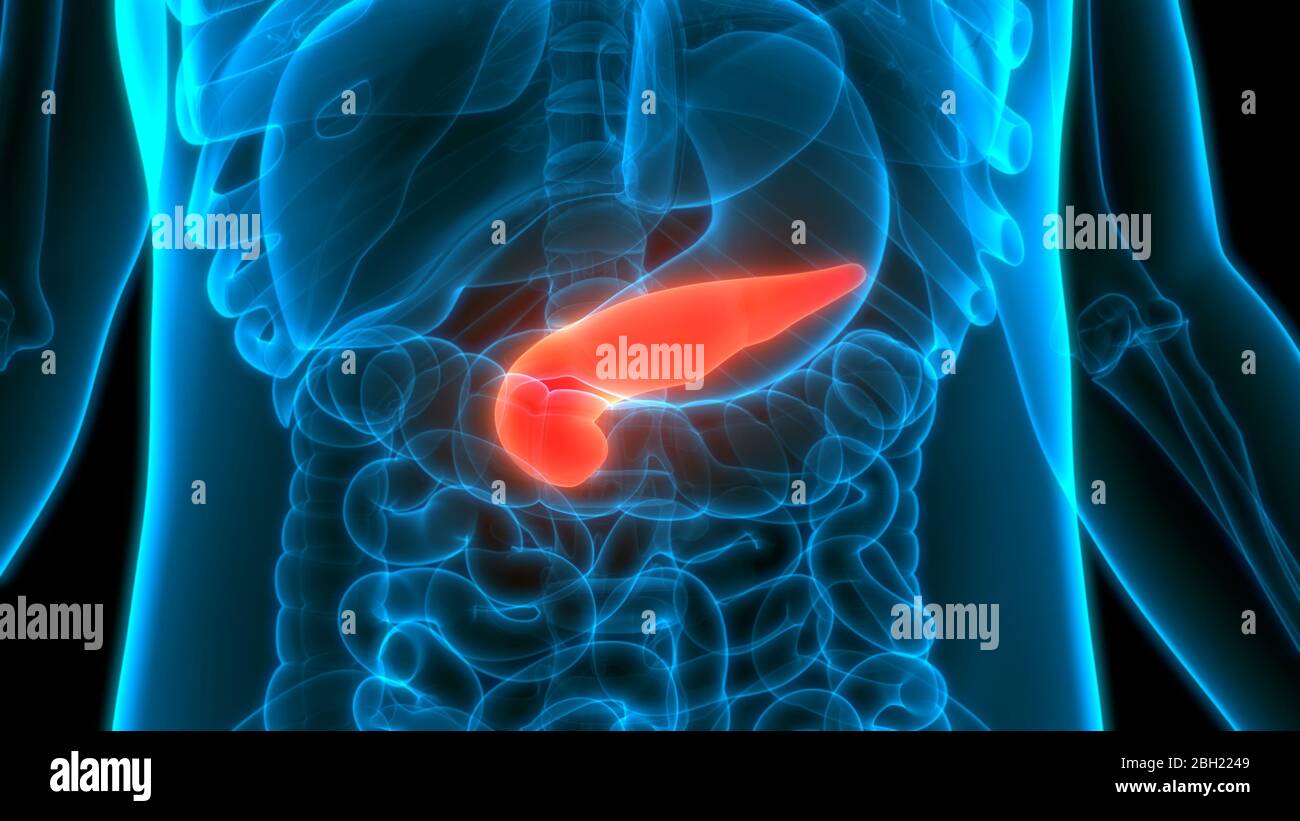 Human Internal Organ Pancreas Anatomy Stock Photo - Alamy
