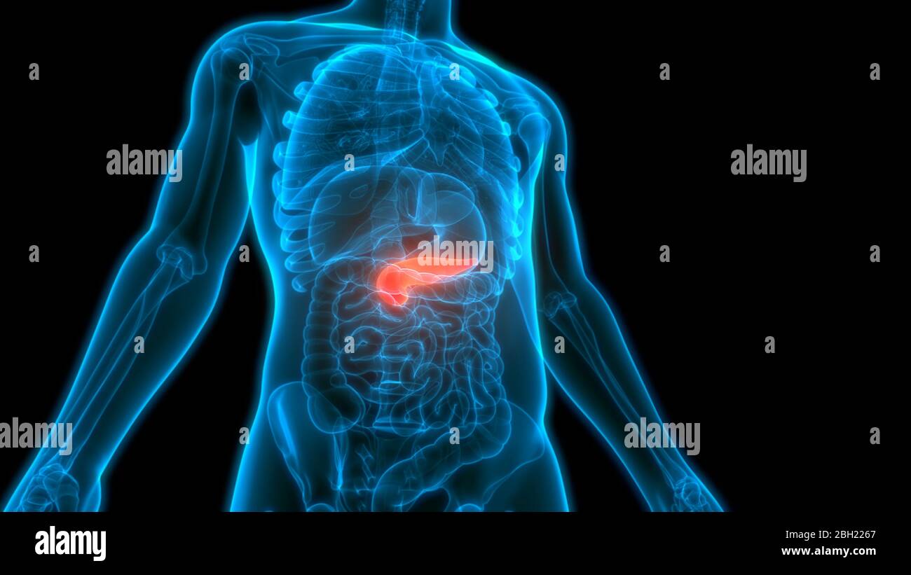 Human Internal Organ Pancreas Anatomy Stock Photo - Alamy
