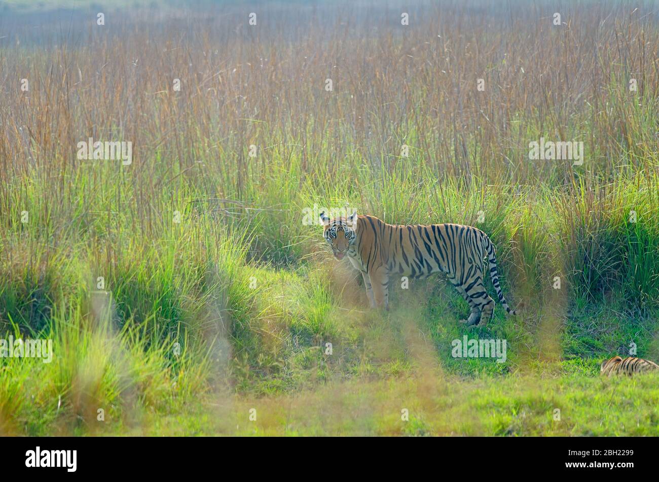 Royal bengal tiger grass hi-res stock photography and images - Alamy