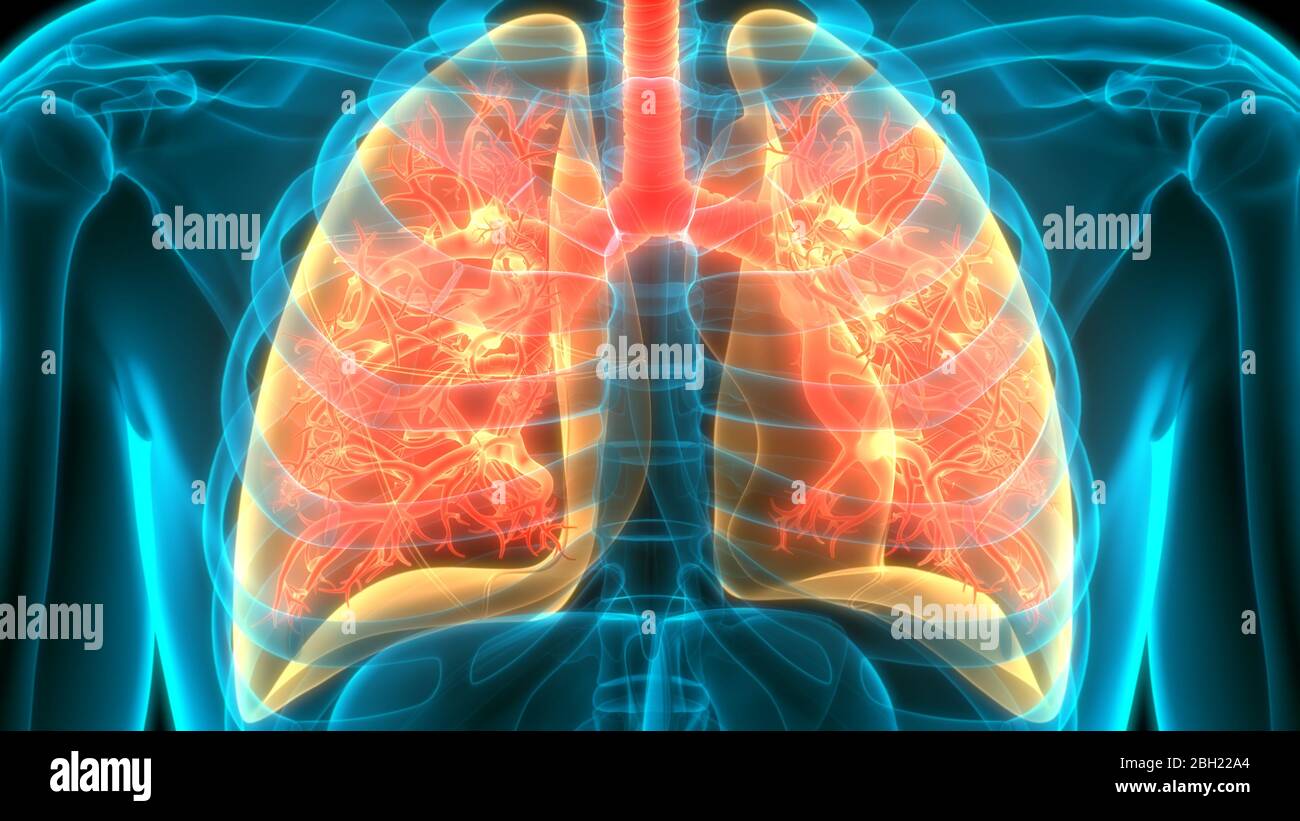 Human Respiratory System Lungs Anatomy Stock Photo - Alamy