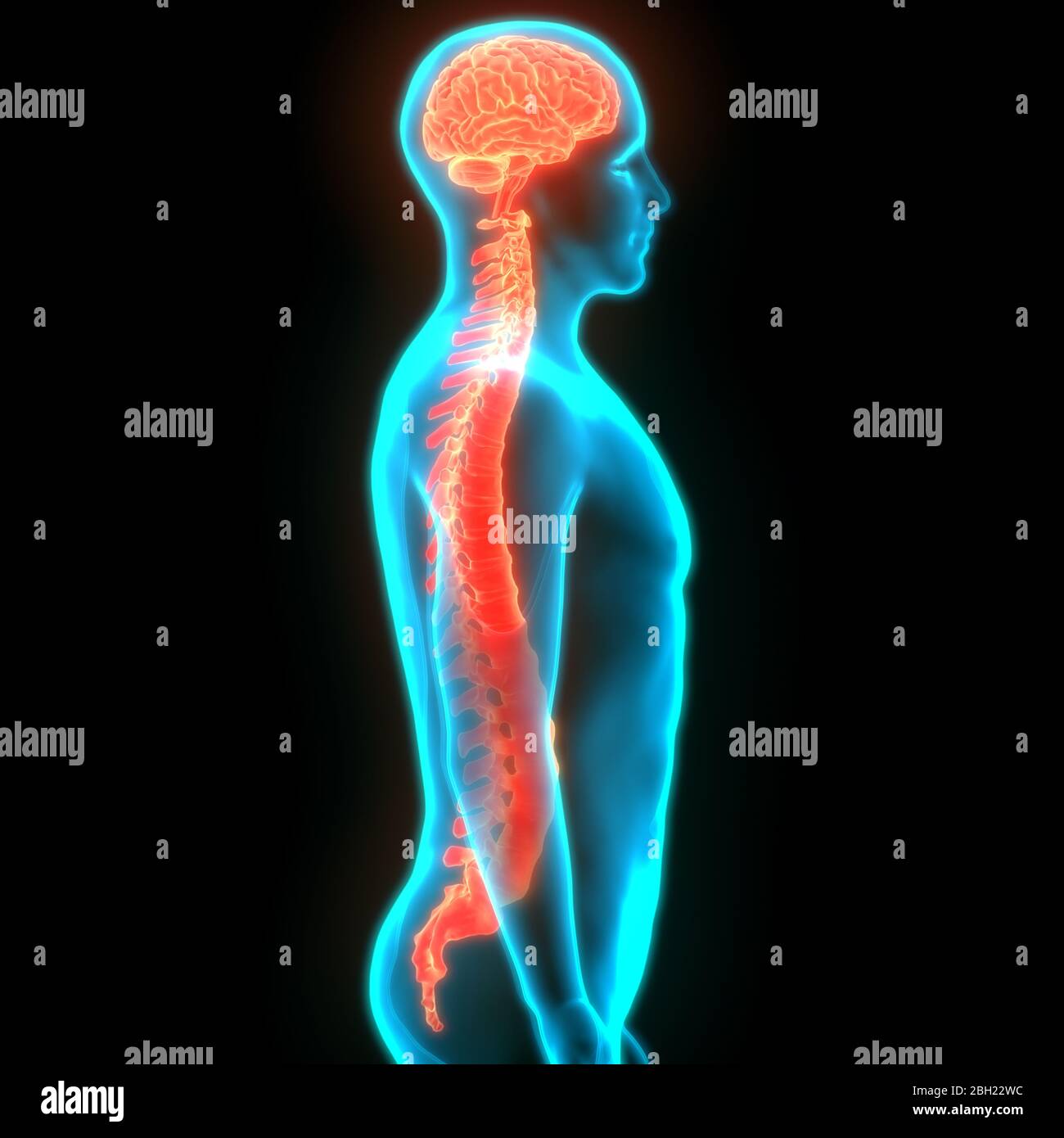 Central Organ of Human Nervous System Brain Anatomy Stock Photo - Alamy