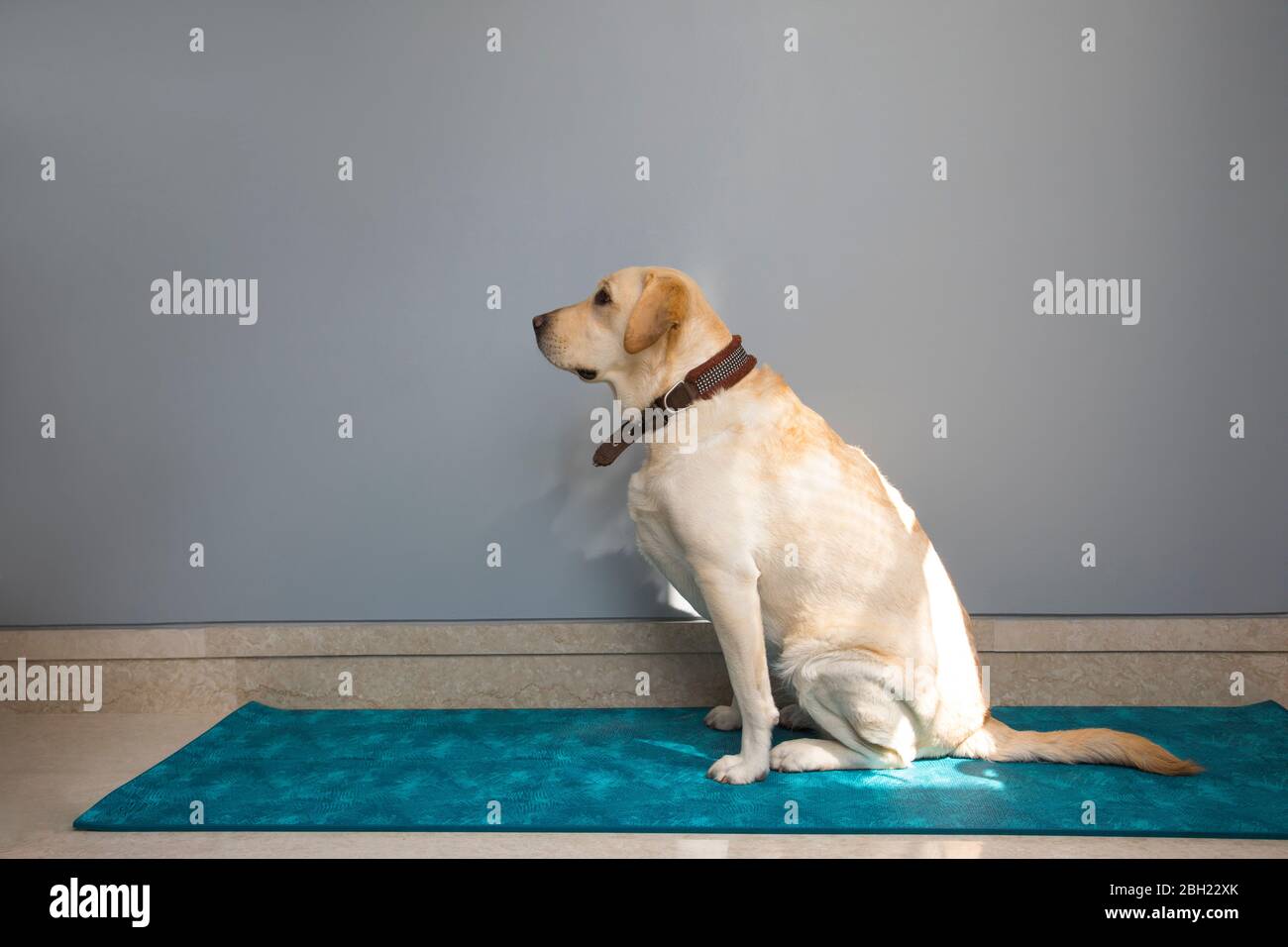 Asian owners hi-res stock photography and images - Alamy