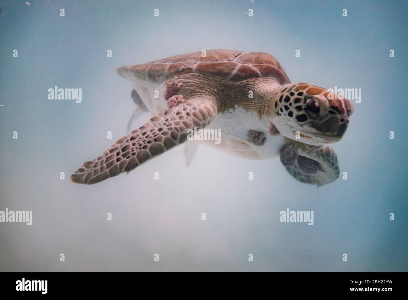Turle hi-res stock photography and images - Alamy