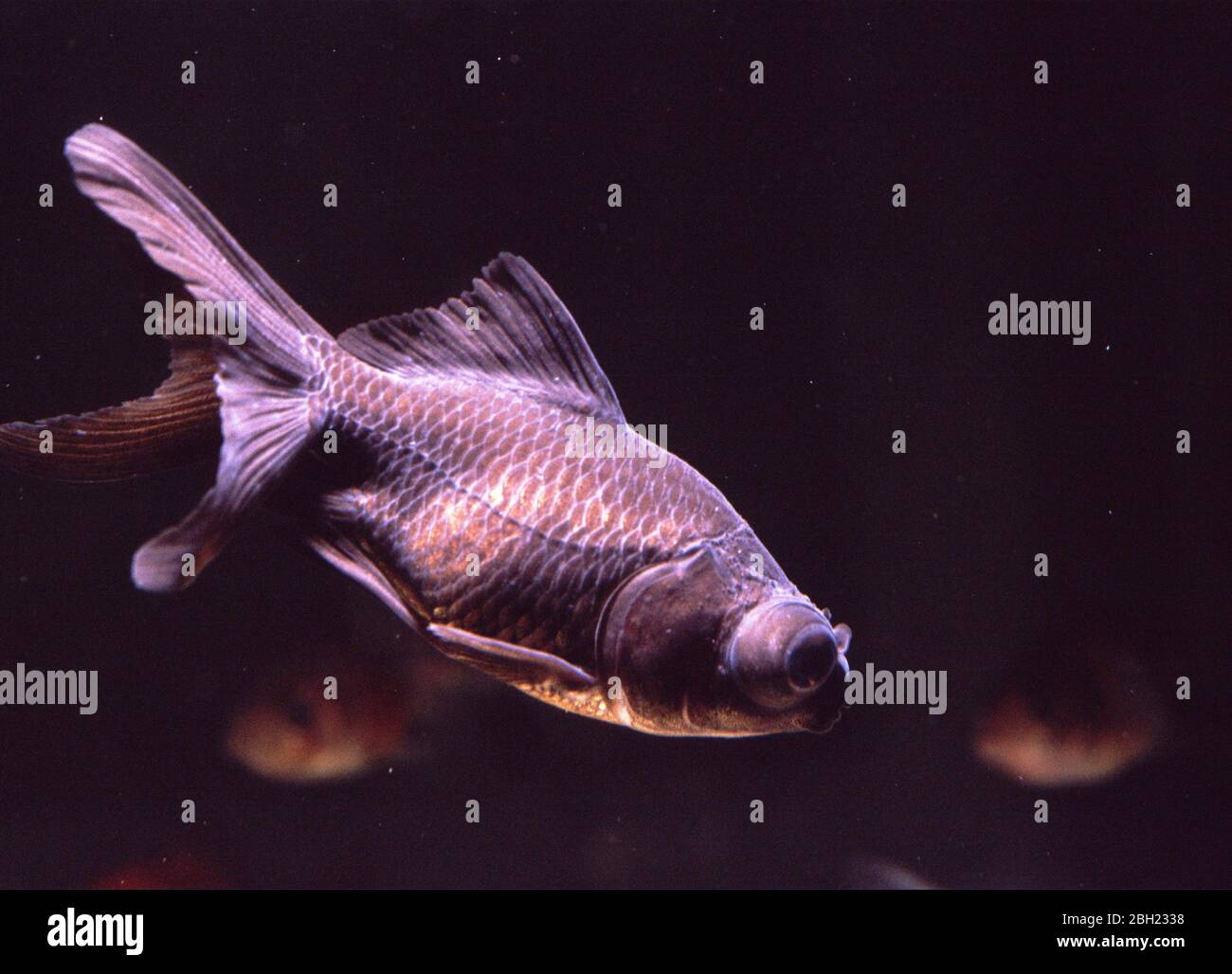 Large Size Black Moor Fishes