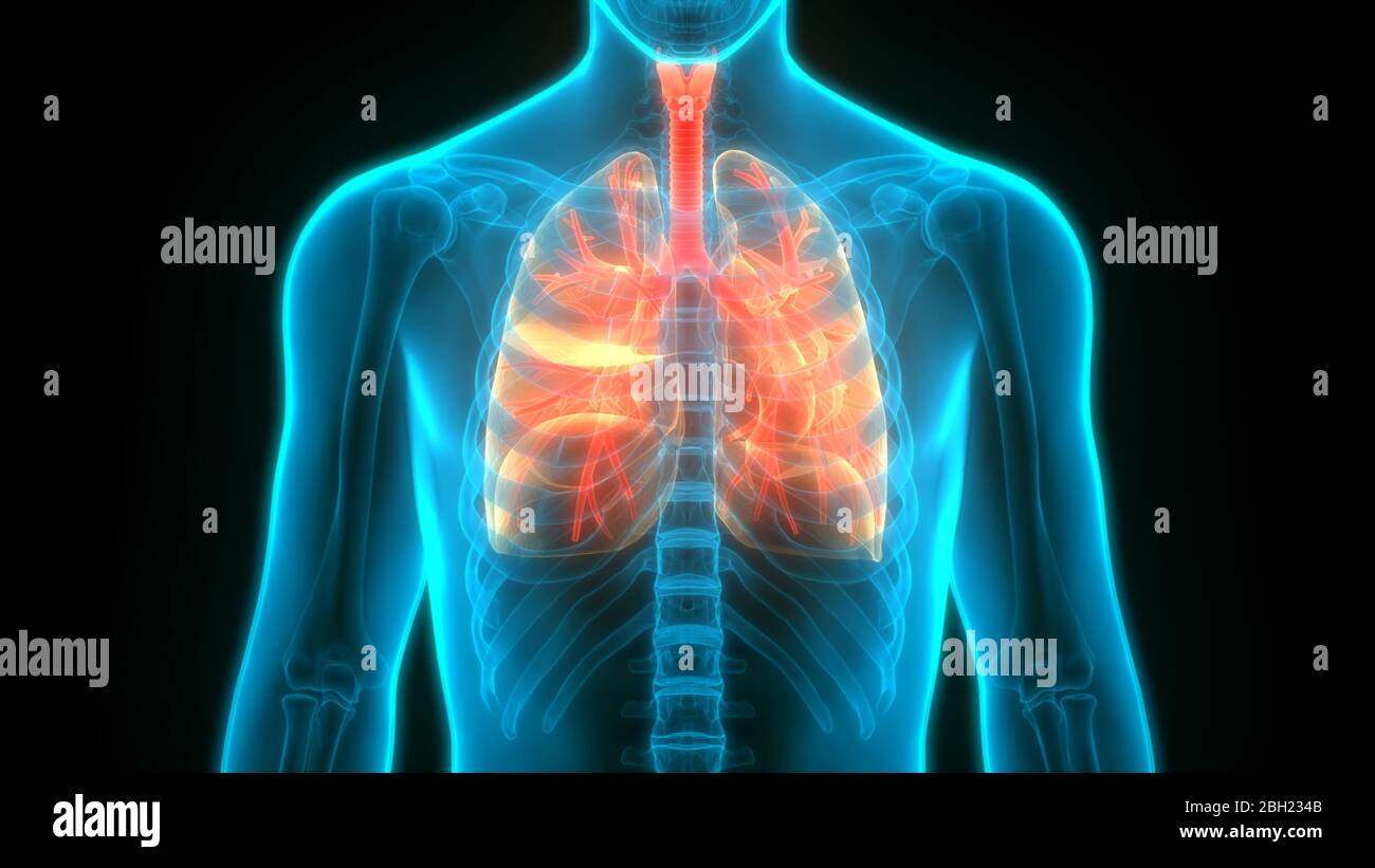 Human Respiratory System Lungs Anatomy Stock Photo - Alamy