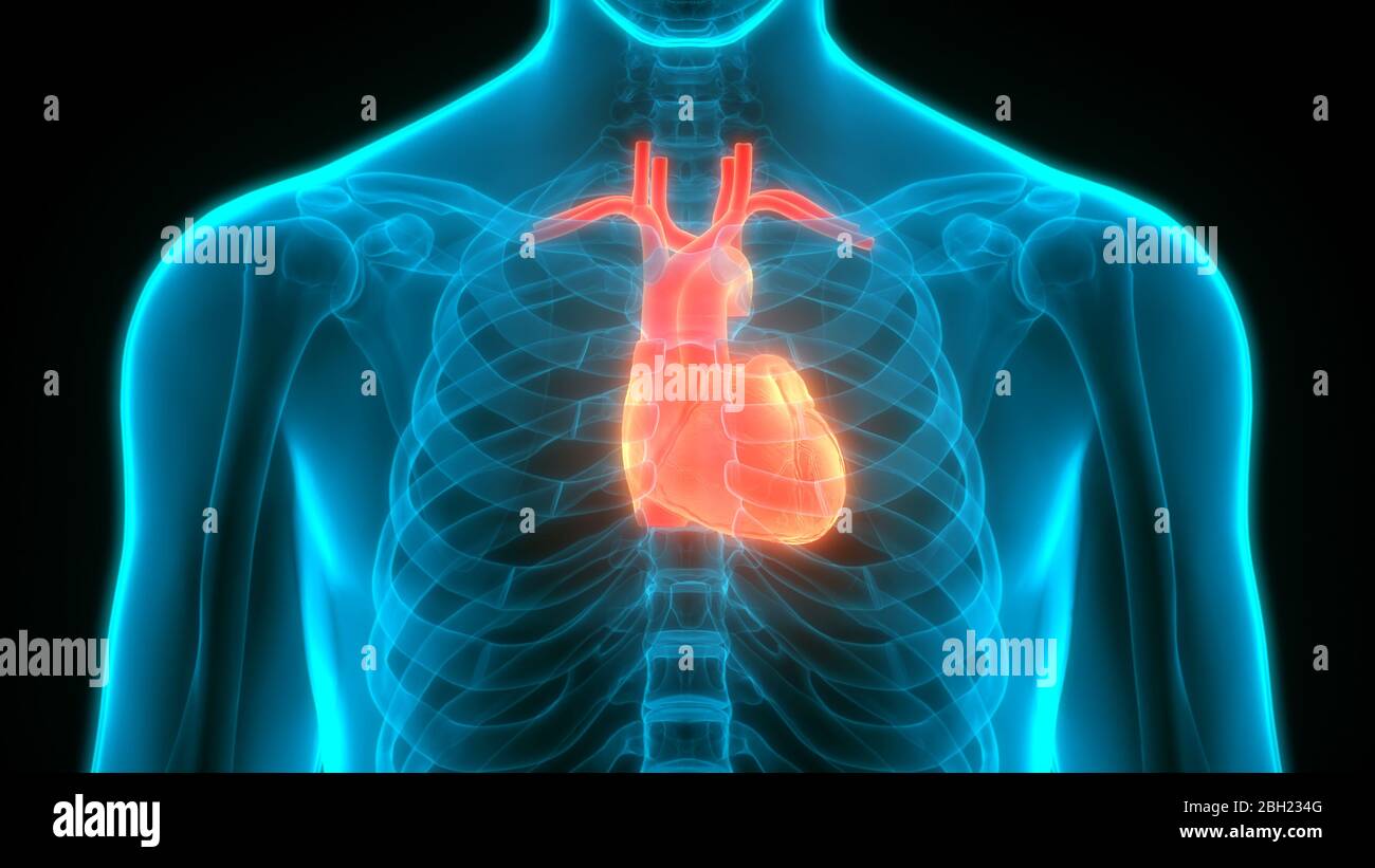 Human Circulatory System Heart Anatomy Stock Photo - Alamy