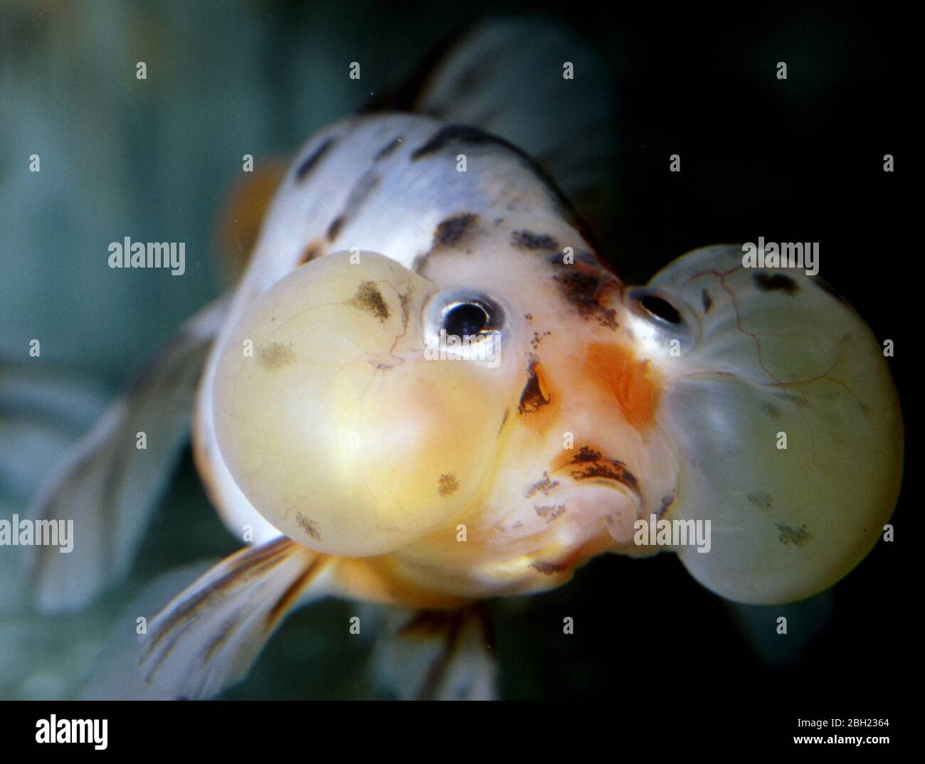 Bubble-eye goldfish (Carassius auratus Stock Photo - Alamy