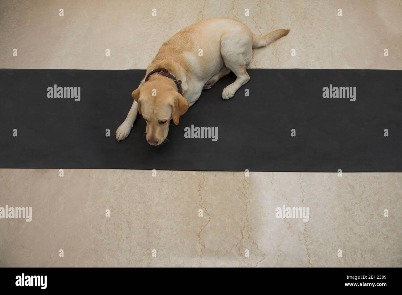 Dog laying down hi-res stock photography and images - Alamy