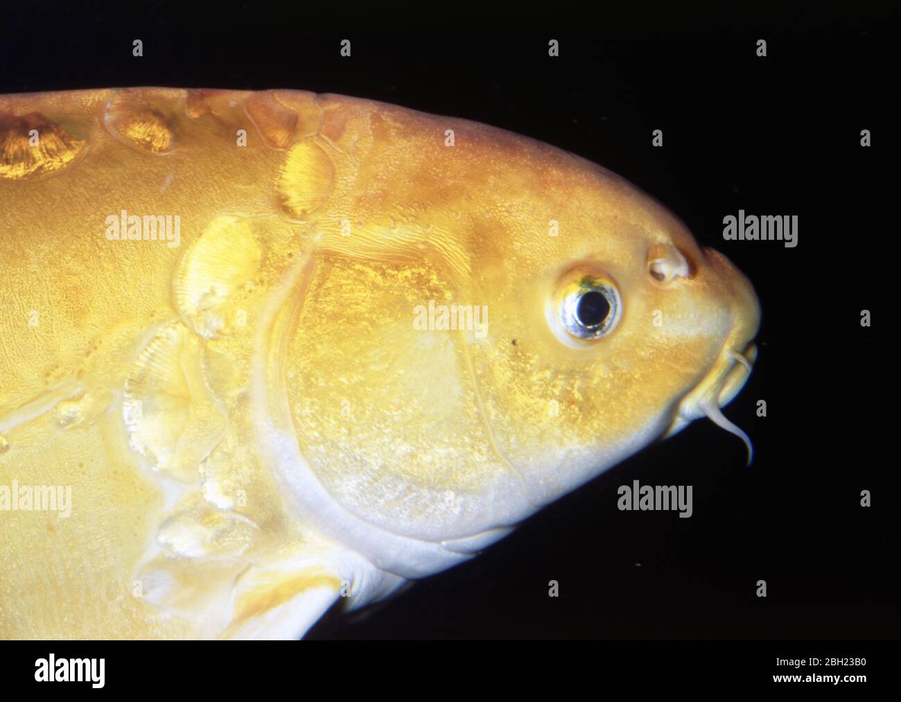 Portrait of Koi carp (Cyprinus carpio Stock Photo - Alamy