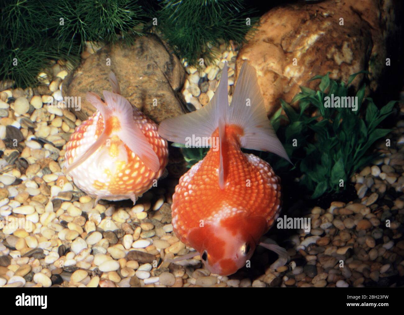 Pearl scale fantail goldfish, Carassius auratus Stock Photo - Alamy