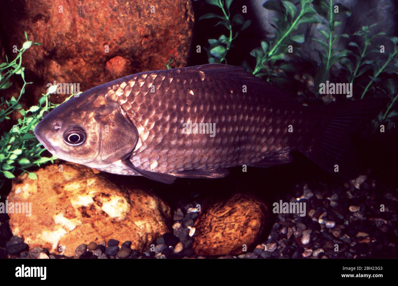 Crucian carp (Carassius carassius Stock Photo - Alamy