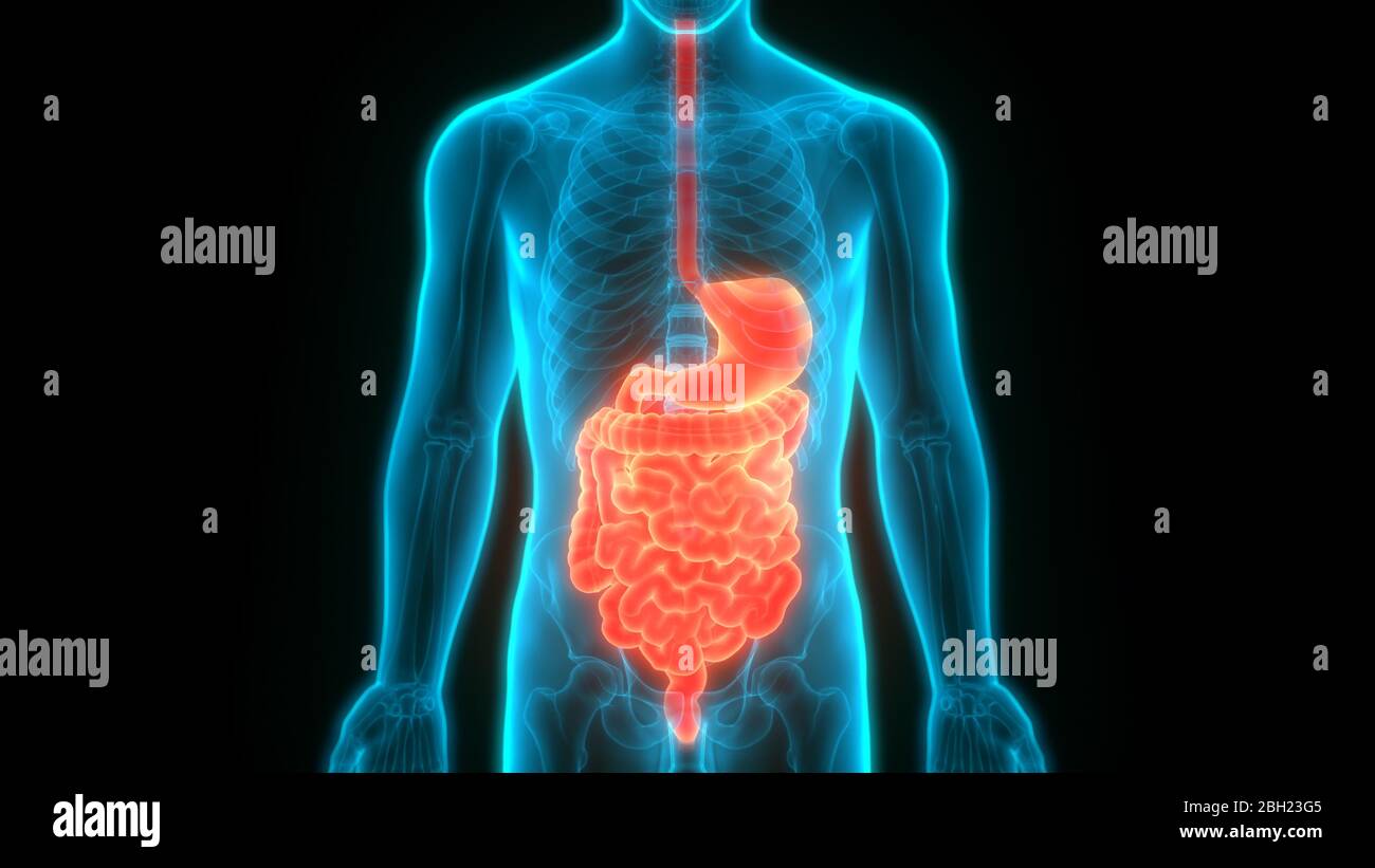 Human Digestive System Anatomy Stock Photo - Alamy