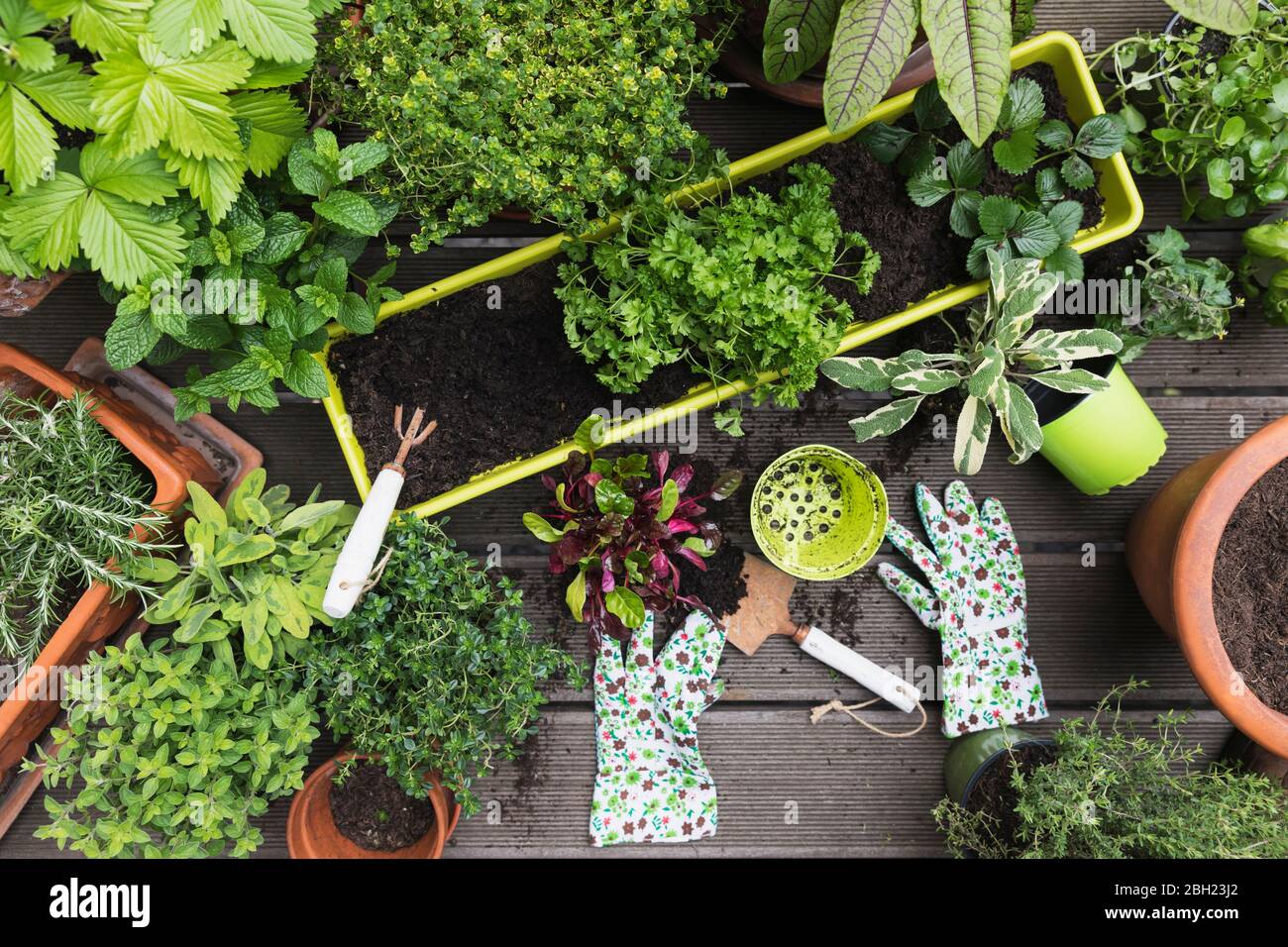 Planting of various culinary herbs and vegetables Stock Photo - Alamy