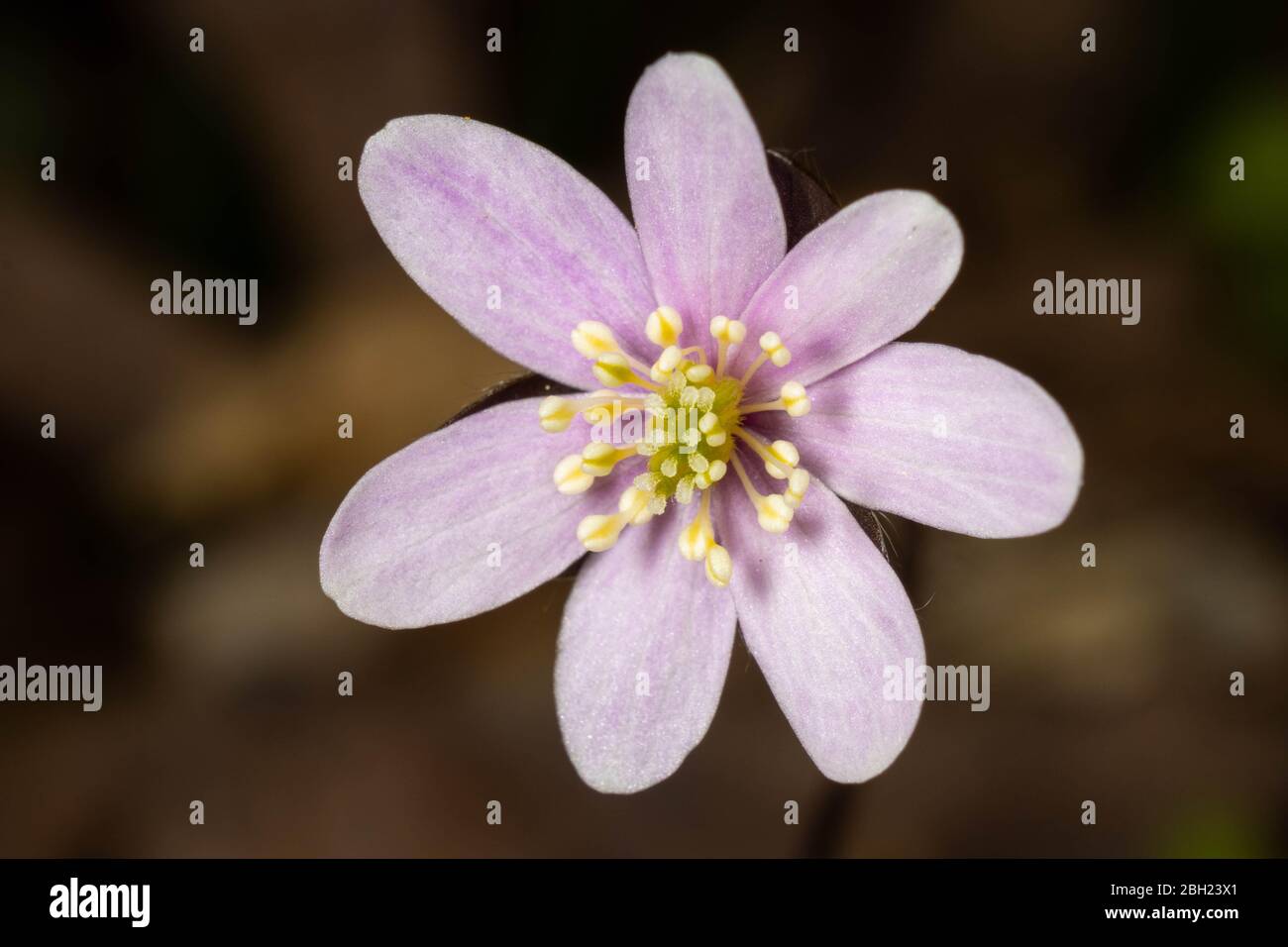 Appalachian spring hi-res stock photography and images - Alamy