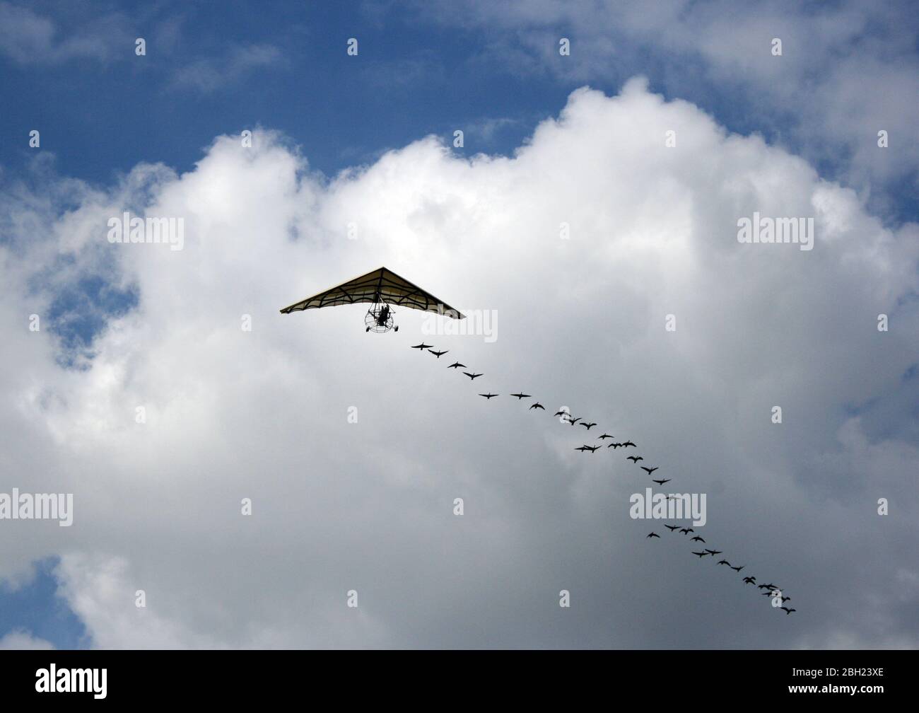 Leapfrog migration hi-res stock photography and images - Alamy