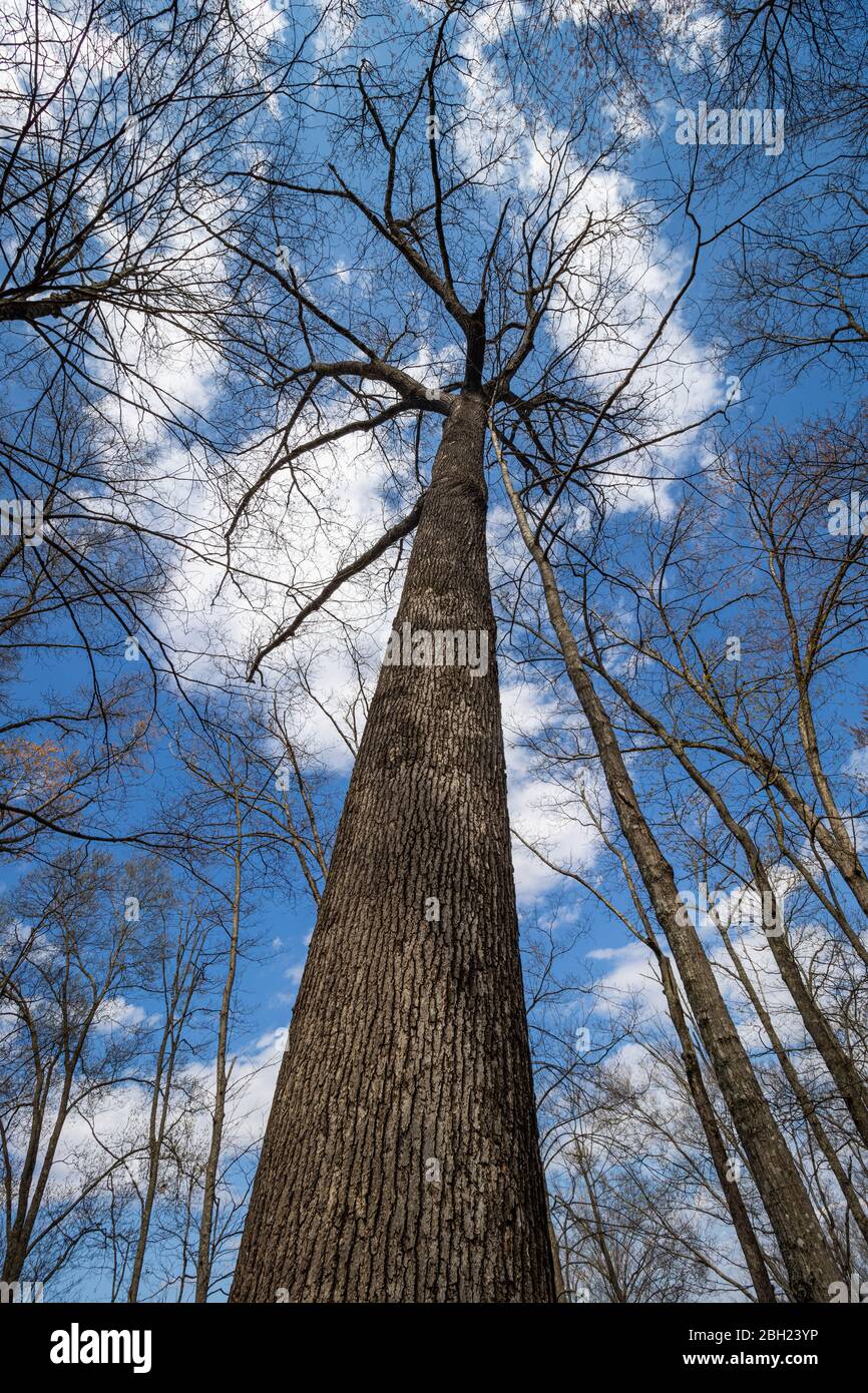 Leafless tree view hi-res stock photography and images - Alamy