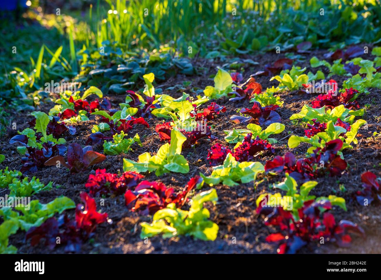 Germany, Lollo Rosso lettuce growing in vegetable garden Stock Photo ...