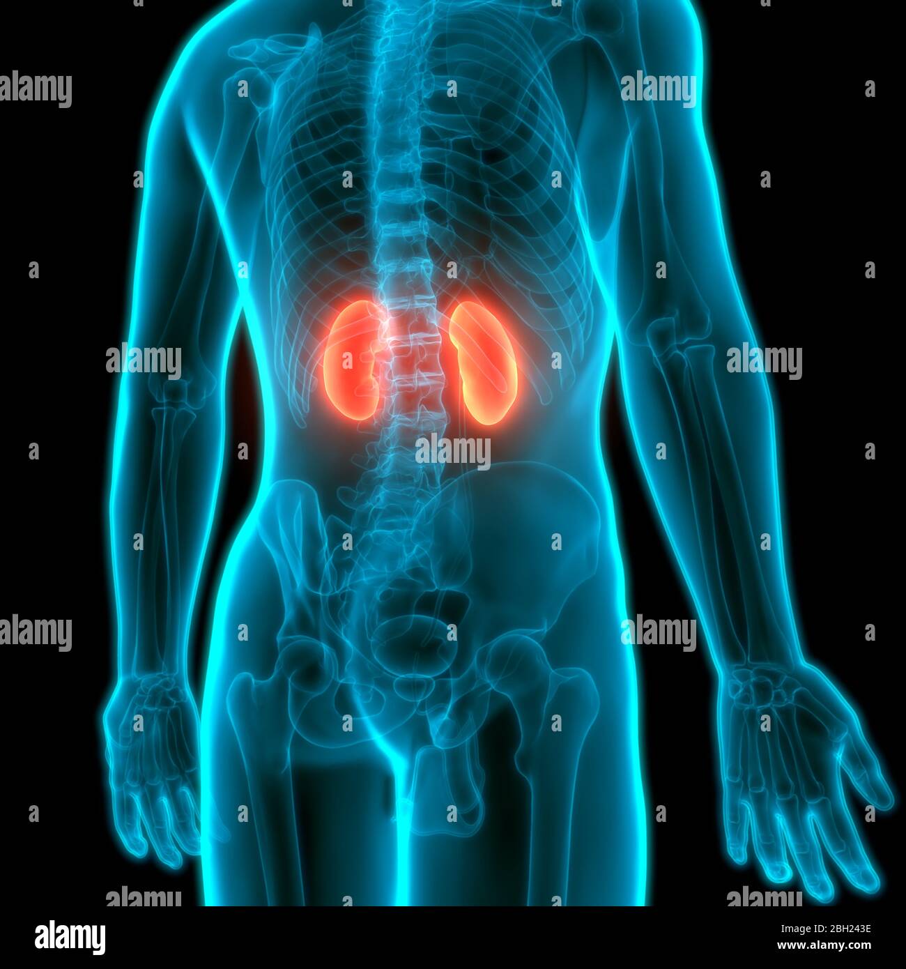 Human Urinary System Kidneys with Bladder Anatomy Stock Photo - Alamy