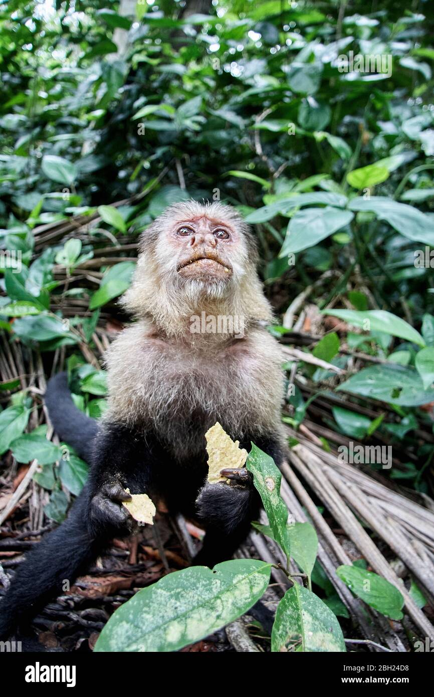 Costa Rica, Limon, Cahuita, Portrait of capuchin monkey eating potato ...